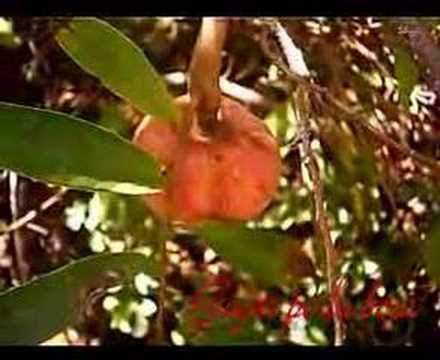 Anones ou zanone - YouTube