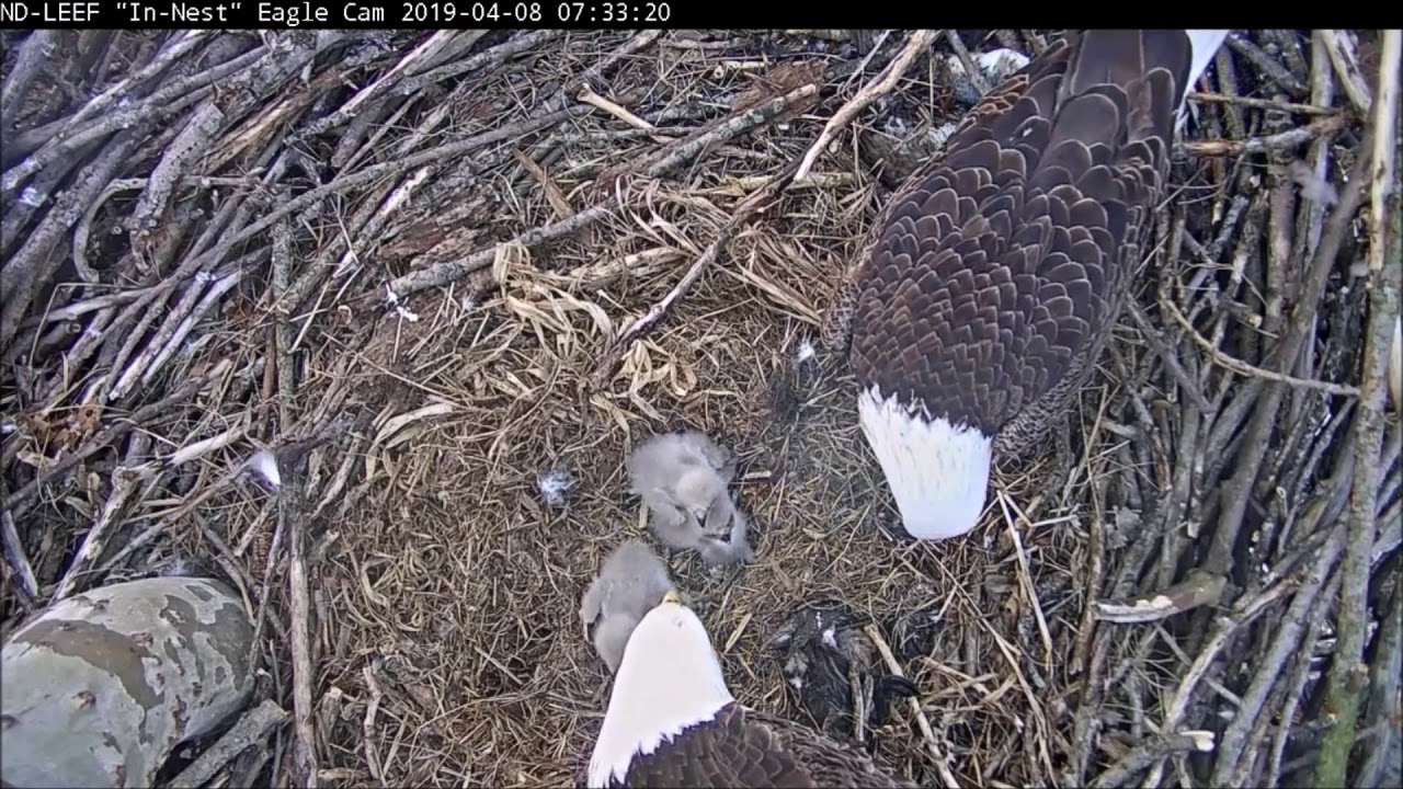 Bald eagle parents feed three eaglets 🦅 - YouTube