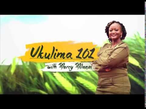 UKULIMA 101 : SPICE AND HERBS FARMING - YouTube
