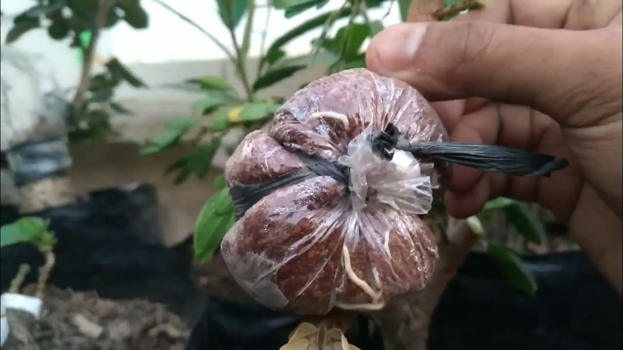 PANEN DAN TANAM HASIL CANGKOKAN BAHAN BAHAN BONSAI ANTING PUTRI, PHUSU BATU DAN KALIANDRA - YouTube