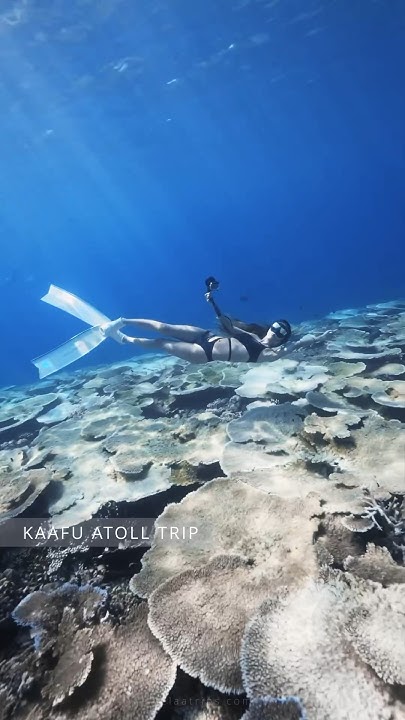 KAAFU ATOLL TRIP / velaatrips.com - YouTube