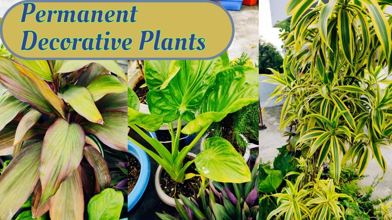 September month में cutting से लगने वाले permanent decorative plants 🪴🌿 ...