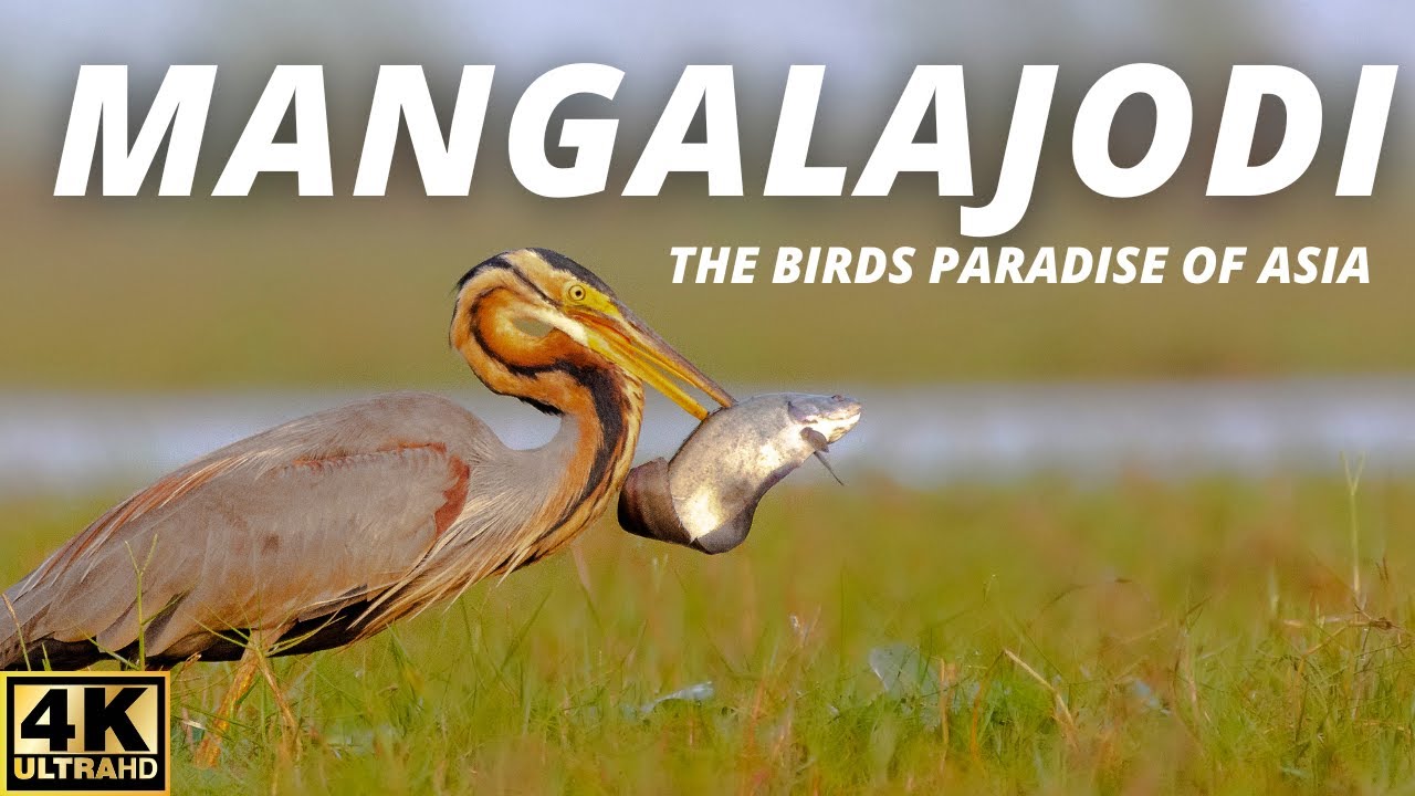Exploring Mangalajodi Bird Sanctuary, the Birds Paradise of Asia ...