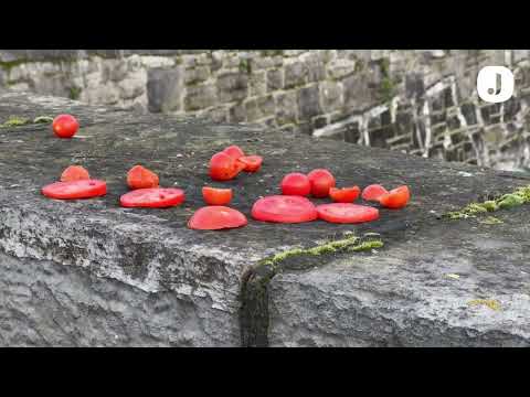 Cherry Tomato Bridge is Dublin's hottest new tourist attraction ...