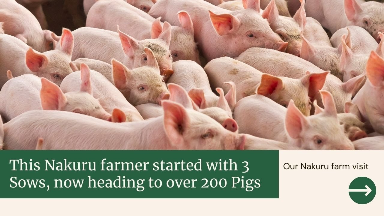 Nakuru Farm Visit - Farmer started with 3 sows...now heading to 200 ...