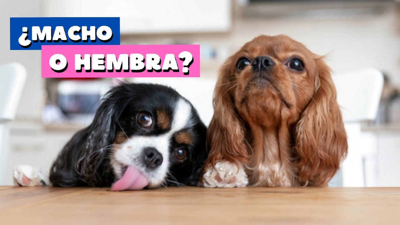 Perro MACHO o HEMBRA ¿Cuál elegir? 🤔 - YouTube