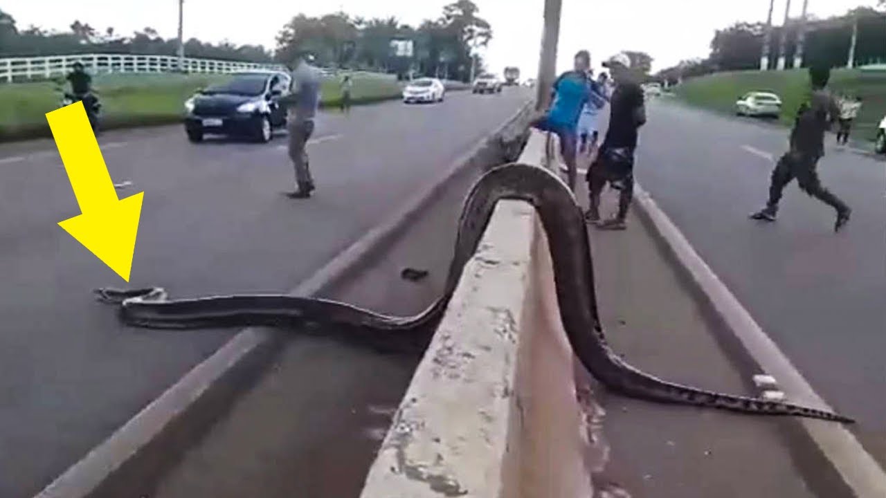 These Good Samaritans Stopped Traffic To Help An Enormous Snake Safely ...