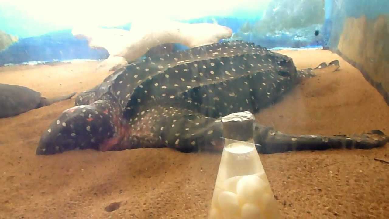 Museo de la tortuga, Tortuga Laud disecada del siglo XIX - YouTube