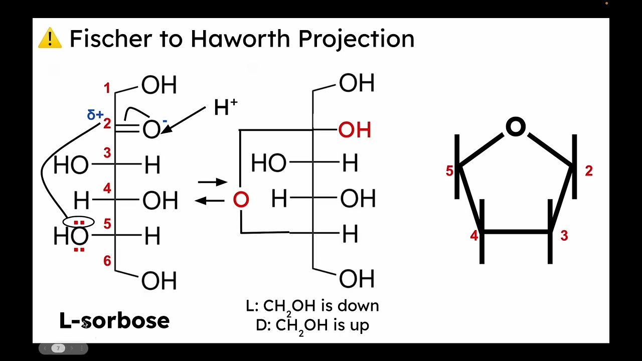PRACTICE: Naming Carbohydrates | Fischer Projection to Haworth ...