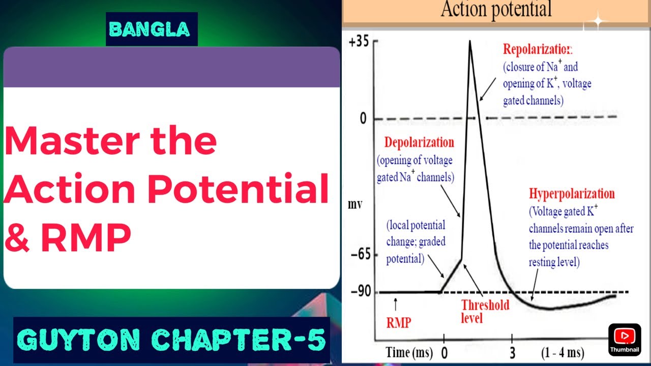 Action Potential Physiology Bangla // General physiology (Guyton ...
