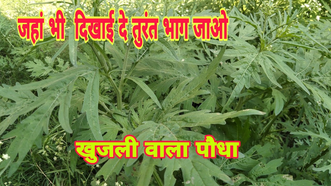 खुजली वाला पौधा || Khujli Plant || Village Plant - YouTube
