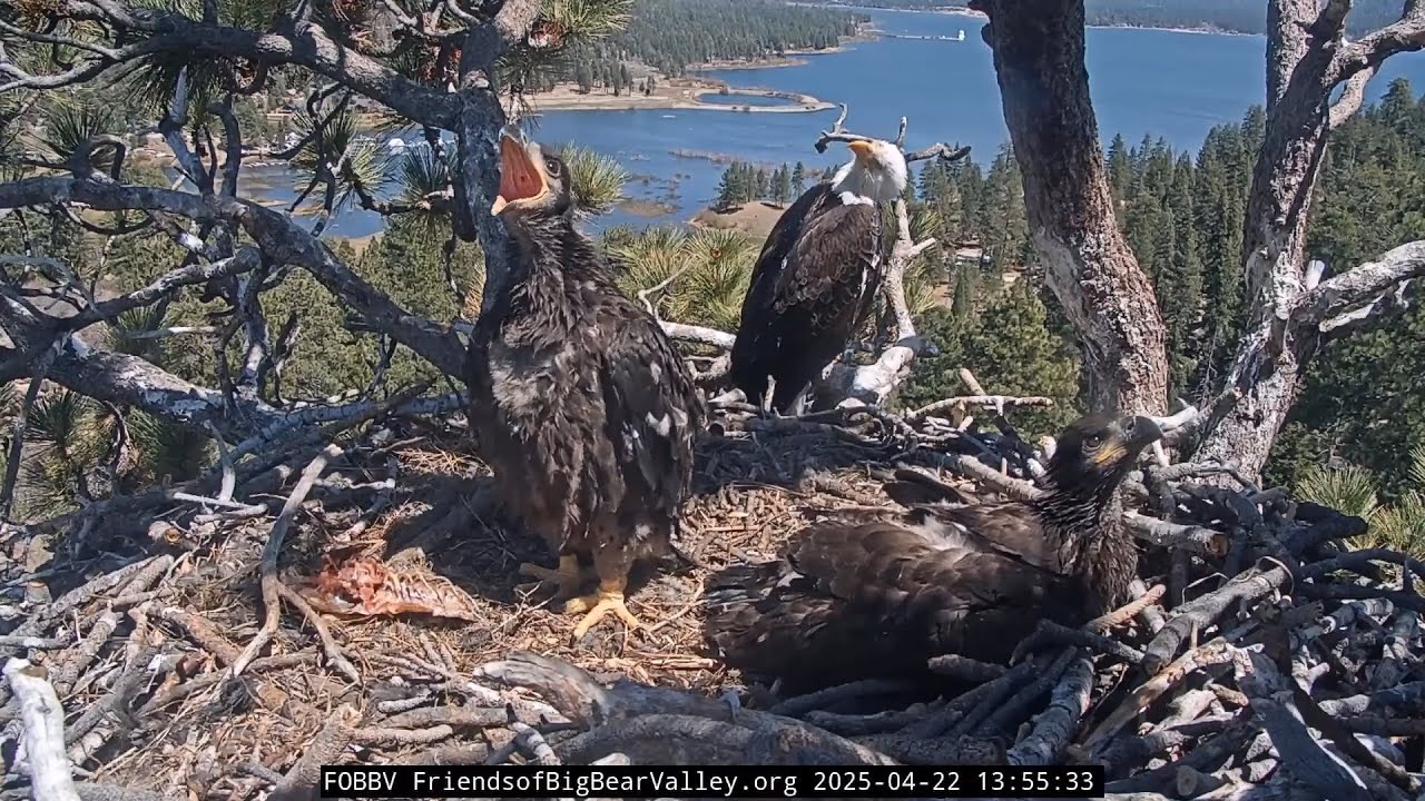 4-22-2025 Shadow's HUGE Feeesh! - YouTube