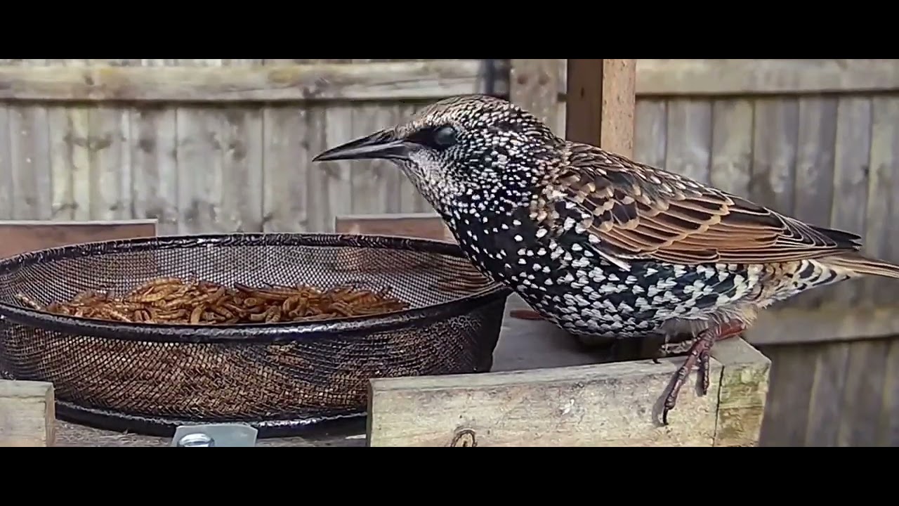 Starling eating from the bird table. - YouTube
