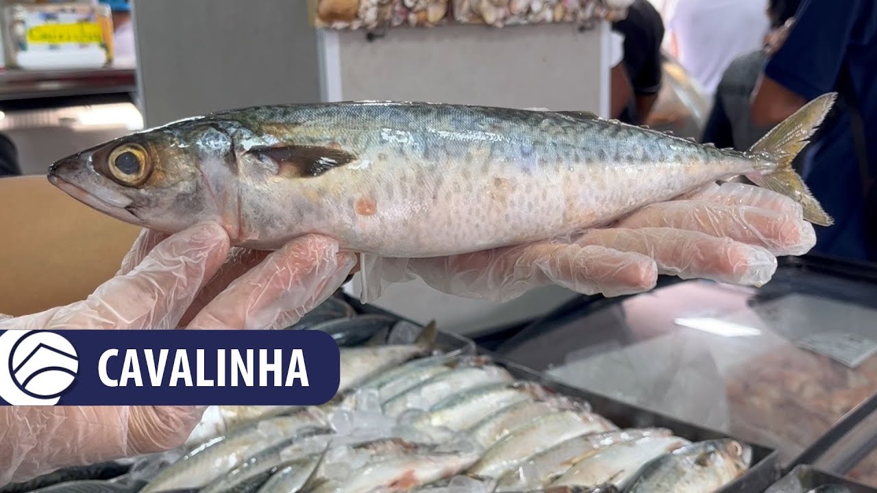 Cavalinha é a dica da semana (03 a 07/04) no Pescado da CEAGESP - YouTube