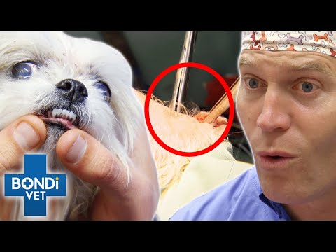 Rescue Dog's Damaged Ear Before and After Surgery | Best of Bondi Vet Ep 15 | Bondi Vet Full Episode