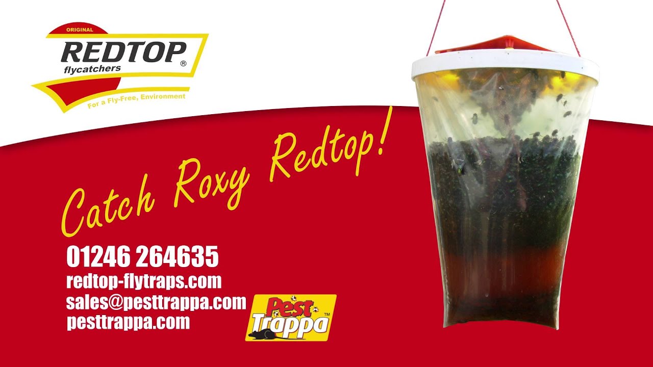 The Redtop FlyTrap - Catch Roxy Redtop Around Your Home - YouTube