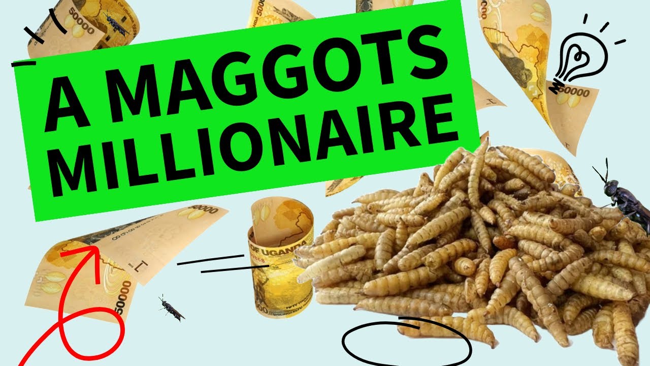 How to become a millionaire by rearing maggots - YouTube