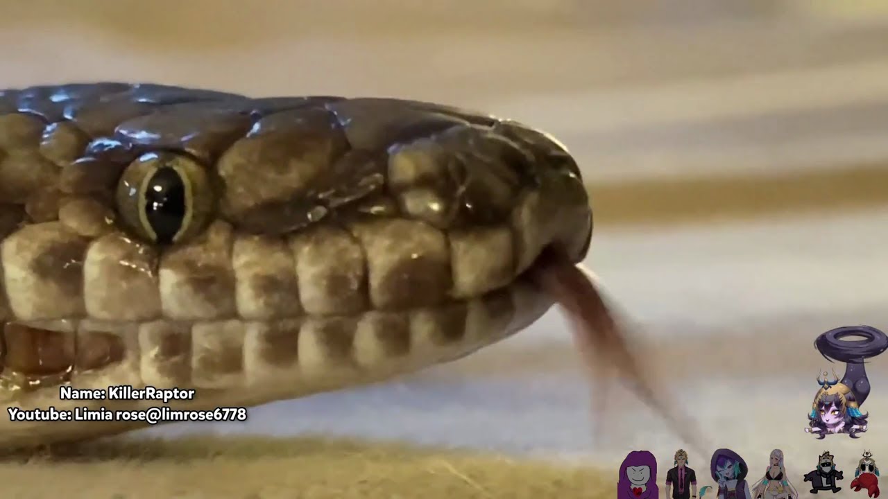 SnakeBat feat. Vexoria_the_suneater - YouTube