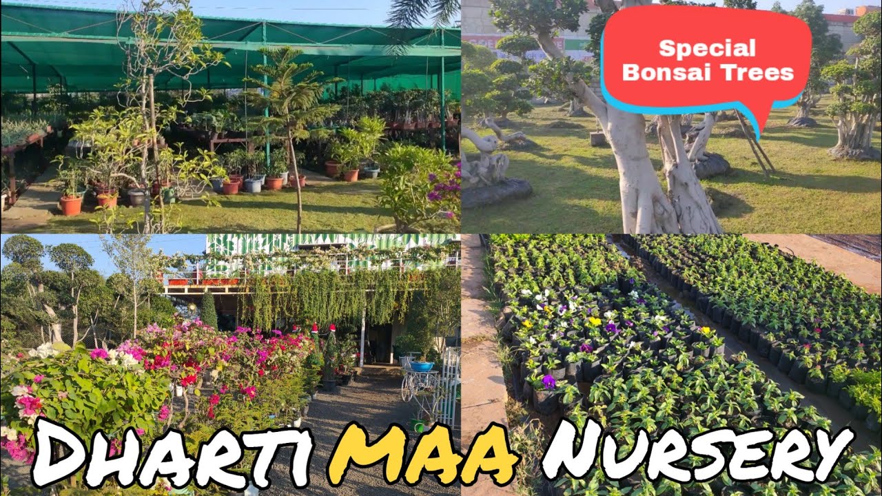 Dharti Maa Nursery Special bonsai trees ,flowers and plants - YouTube