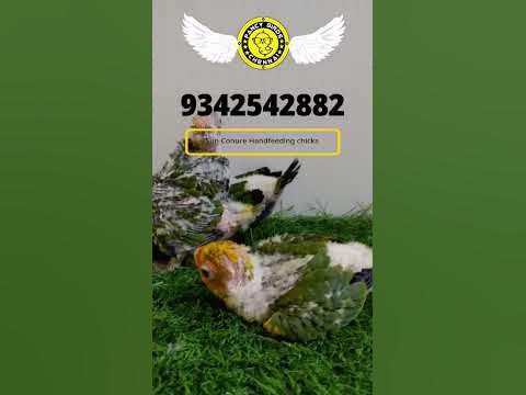 Sun Conure Handfeeding chick Available in Fancy Birds Chennai Shop #sunconure # ...