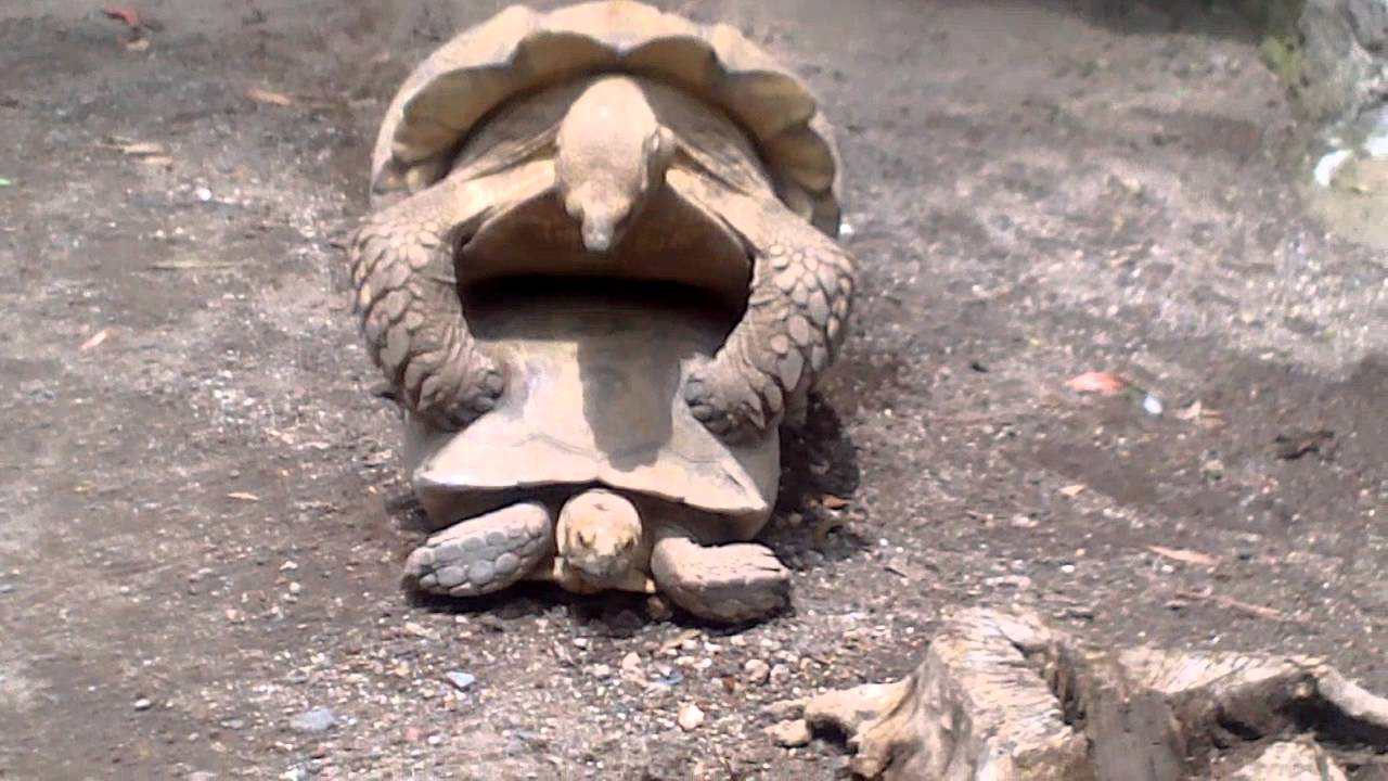 Tortuga ahhh .mp4 - YouTube
