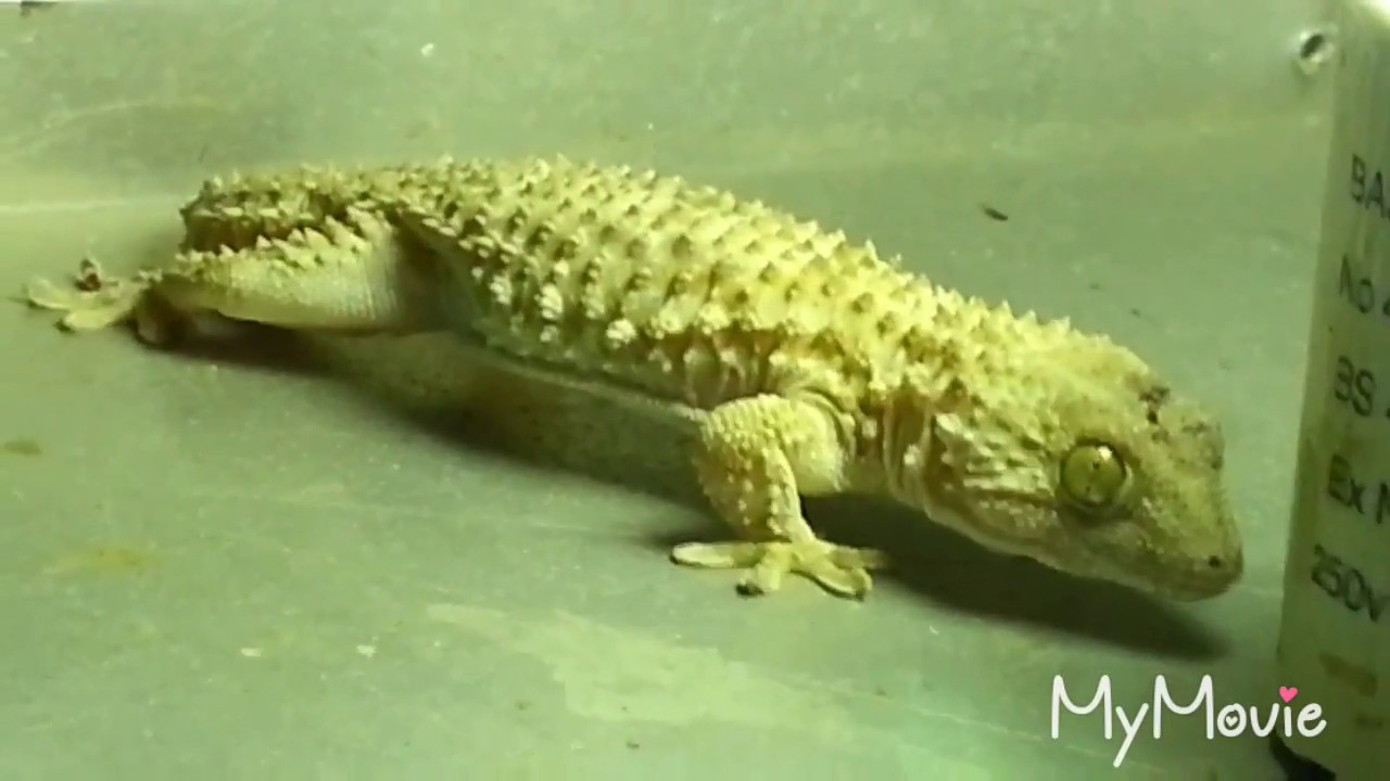 HOUSE LIZARD- GECKO ( TUKKO/BUTIKI ) - YouTube