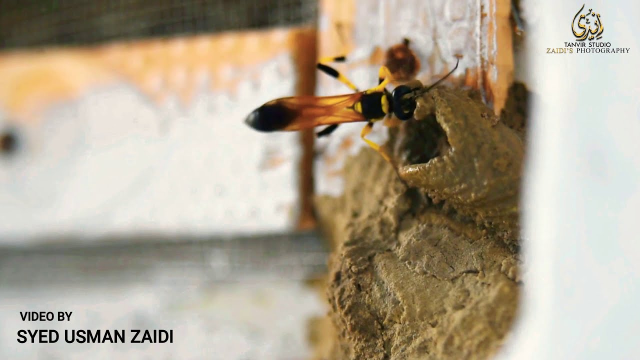 How Wasp Makes Its Home | Soil Wasp | Syed Usman Zaidi | - YouTube
