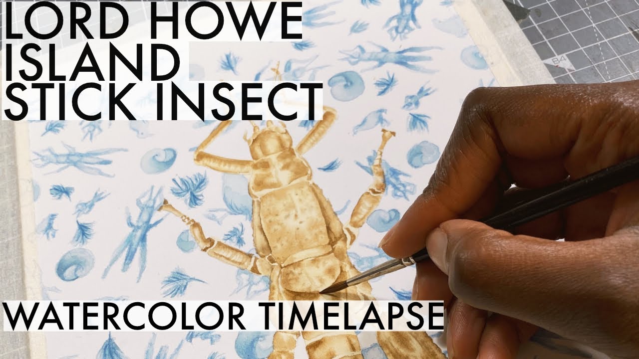 Time Lapse Watercolor Painting of a Lord Howe Island Stick Insect ...