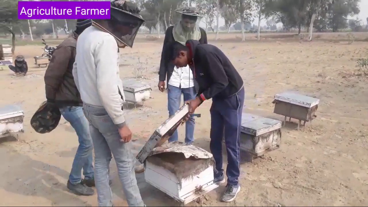 Beekeeping [Honey Bee Farming] मधुमक्खी व्यवसाय पर संपूर्ण जानकारी ...