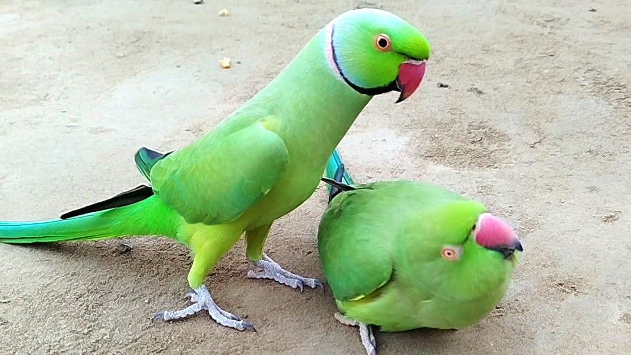 Parrot Talking Parrot Tota Cute Parrots - YouTube