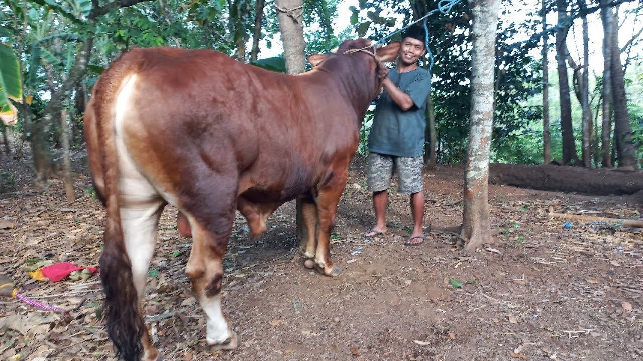 PEDET SUPER SEKARANG MENJADI SAPI MONSTER ️ ️#sapijumbo #peternaksapiindonesia #sapilemosin # ...