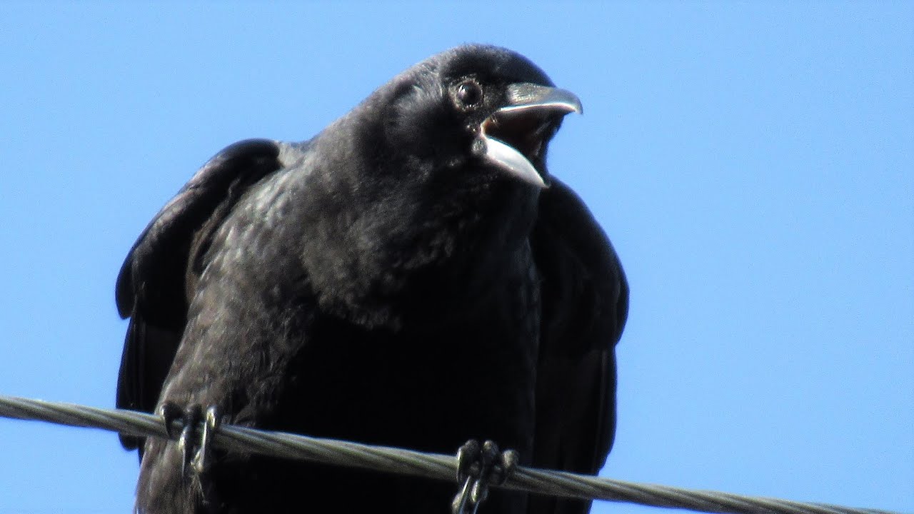 American Crow LOUD ANGRY Sounds Cawing - YouTube
