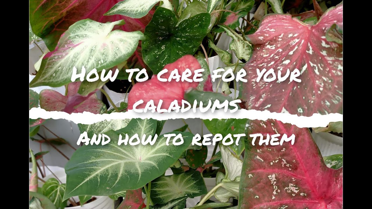 CALADIUM REPOTTING AND CARE TIPS - YouTube