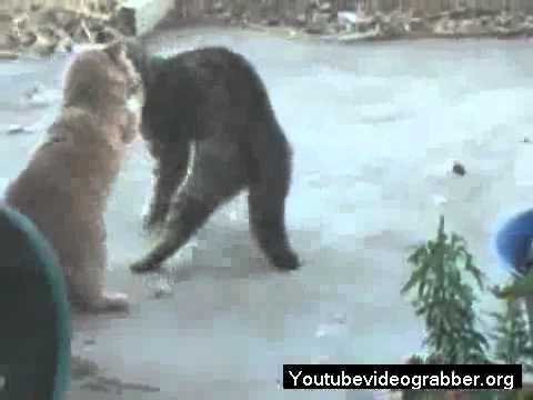 Greatest Cat Fight EVER Catfight Round 1 ***Fur Flying Frenzie*** - YouTube