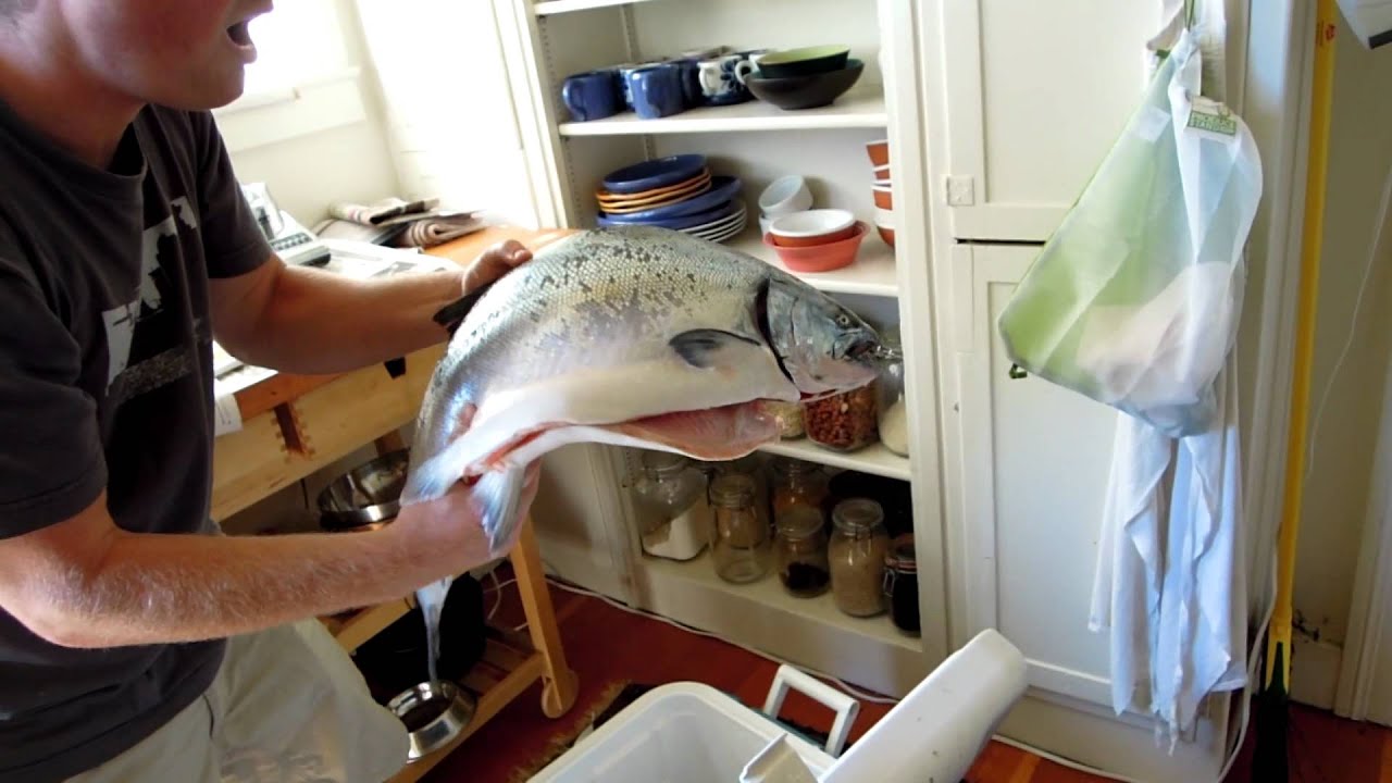 Scary Salmon - YouTube