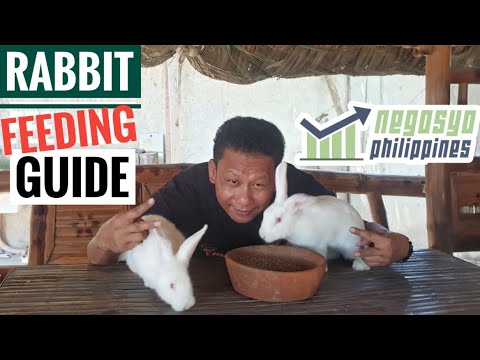 RABBIT FEEDING GUIDE | Negosyo Philippines - YouTube