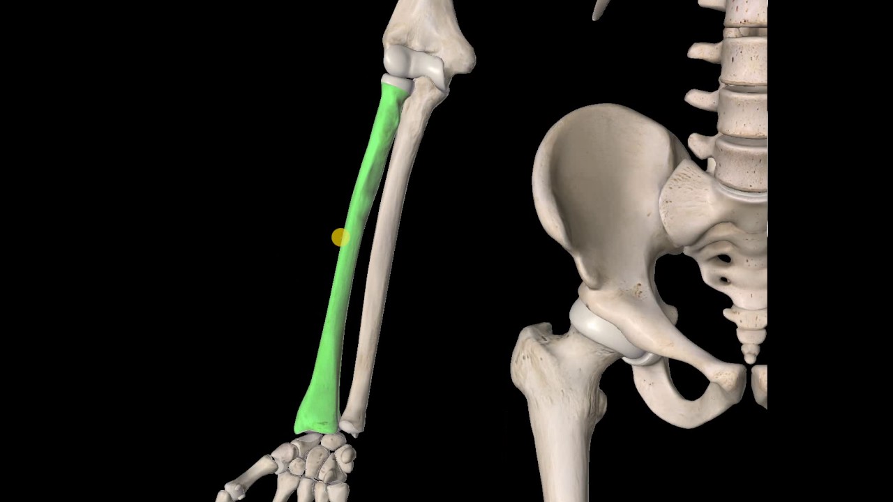HUMERUS, RADIUS, ULNA GROSS ANATOMY LAB TEST REVIEW - YouTube