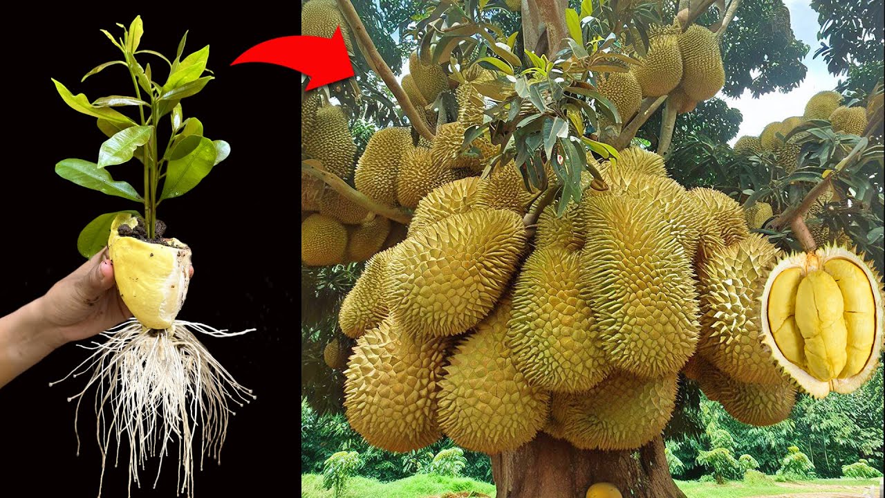 Let's see i grafting Durian fruits to get many small Durian tree - YouTube