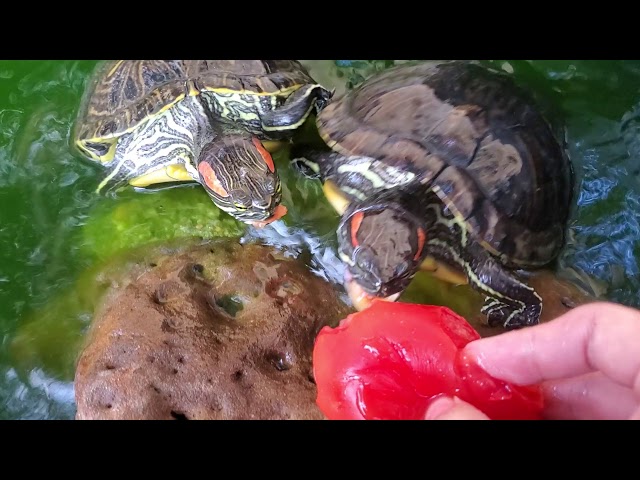 Turtle Eating Raspberry