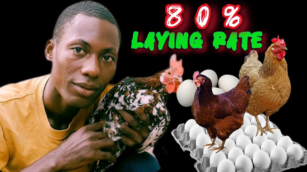 USE THESE 3 TRICKS: YOUR LOCAL CHICKENS WILL LAY EGGS EVERYDAY - YouTube