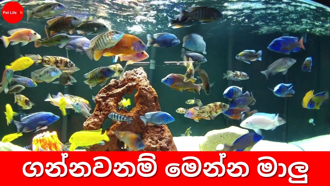 මේ වර්ග වල මාලු හෙව්වද? 🤔 | Aquarium Fish Sri Lanka Vlog 2 - Pet Life ...