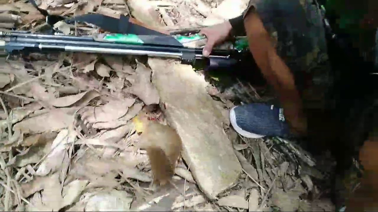 Berburu hama tupai - YouTube