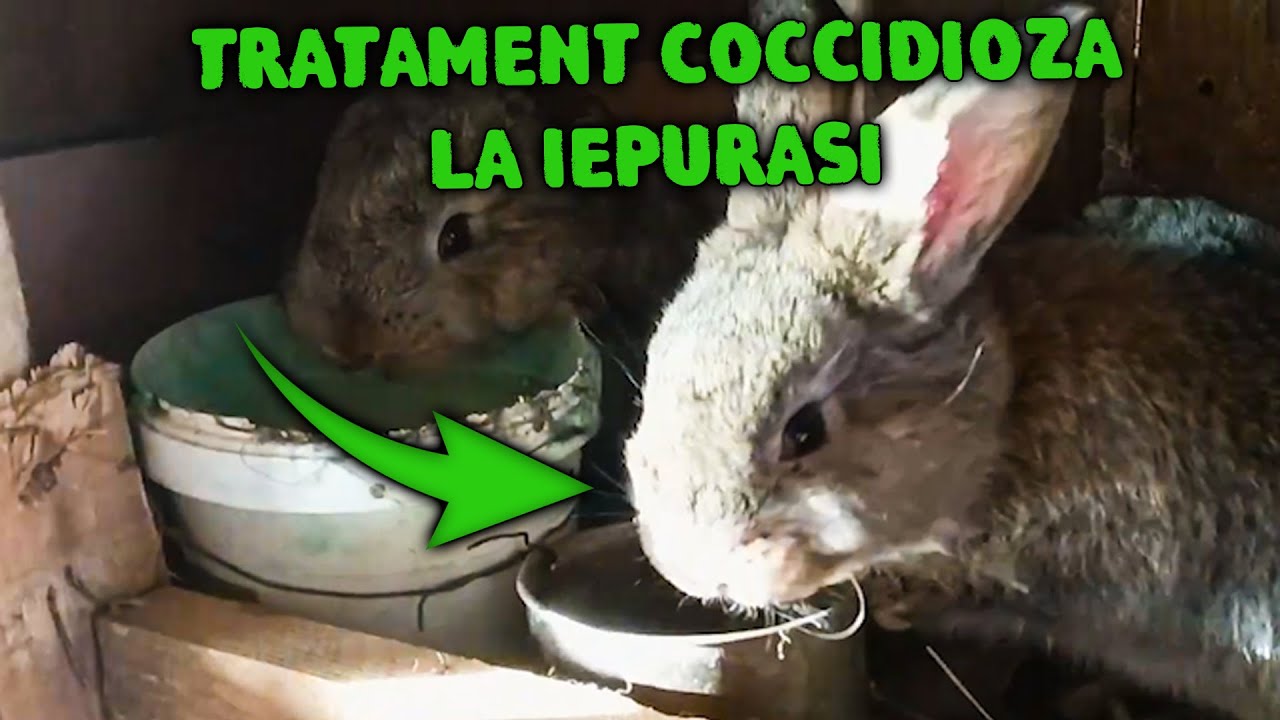 🐇Tratament coccidioza la iepuri (Urias German si Berbec German) - YouTube