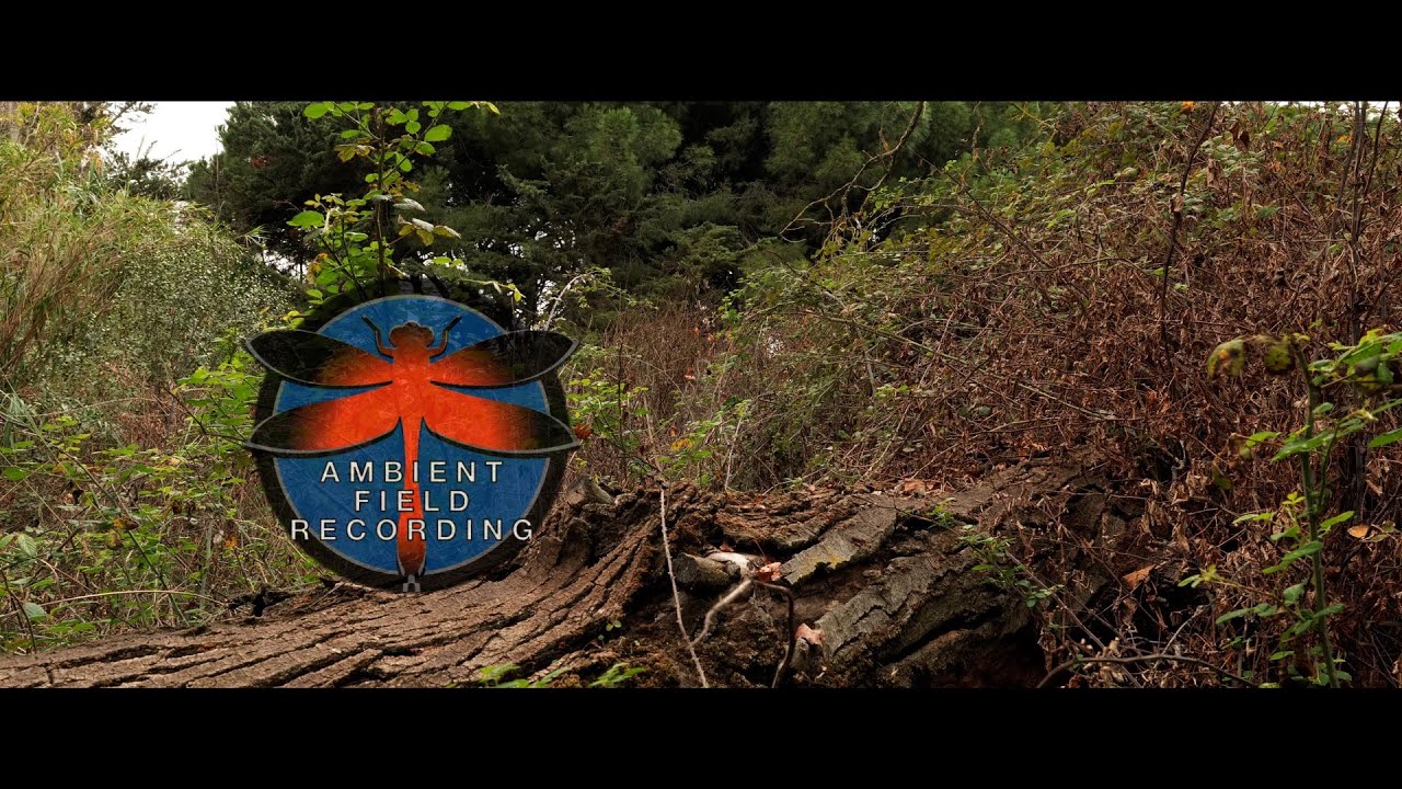 AMBIENT FIELD 5 / アンビエント フィールド 5 / FIELD RECORDING / フィールドレコーディング - YouTube