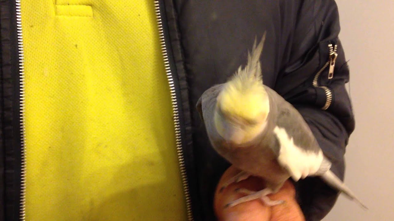 JB's Adelaide Crows Song! - YouTube