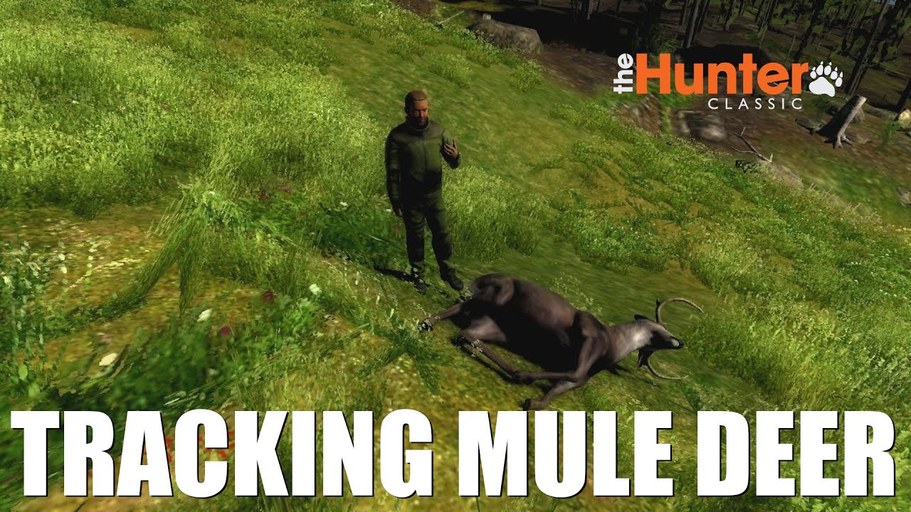 theHunter - Tracking mule deer / Logger's Point - YouTube