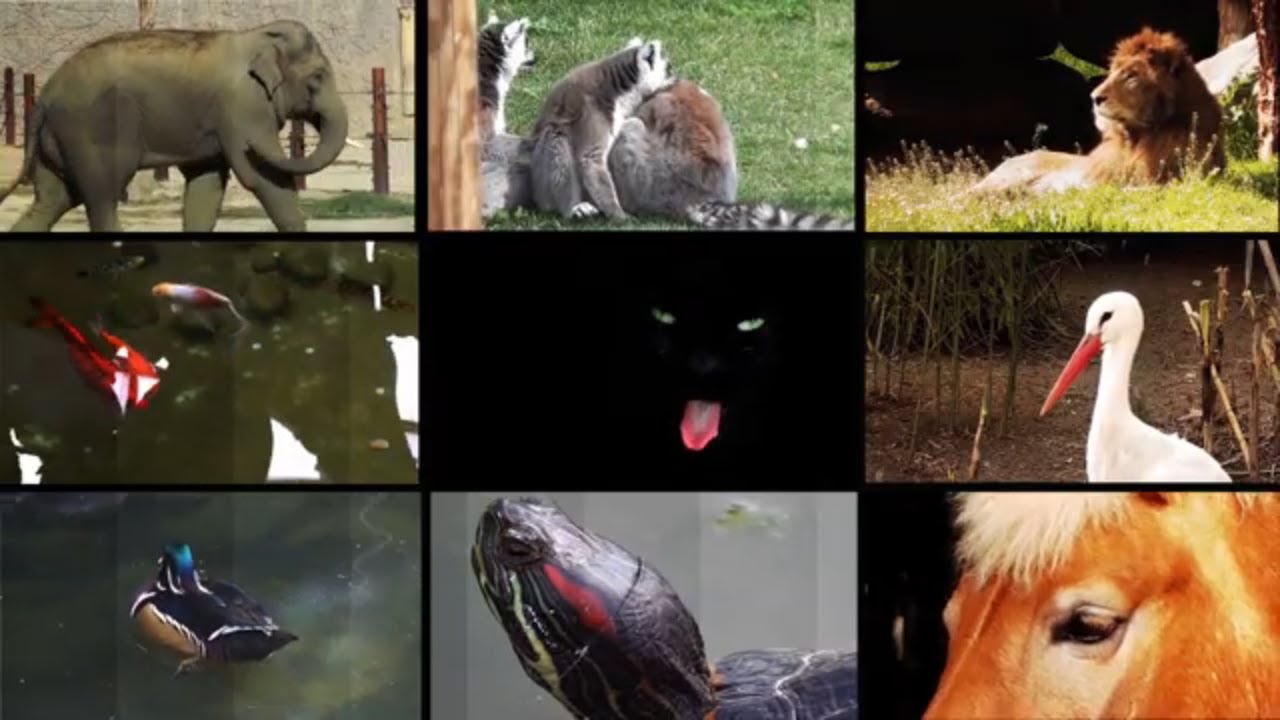 Wildlife Video | Animals Video | animal life - YouTube