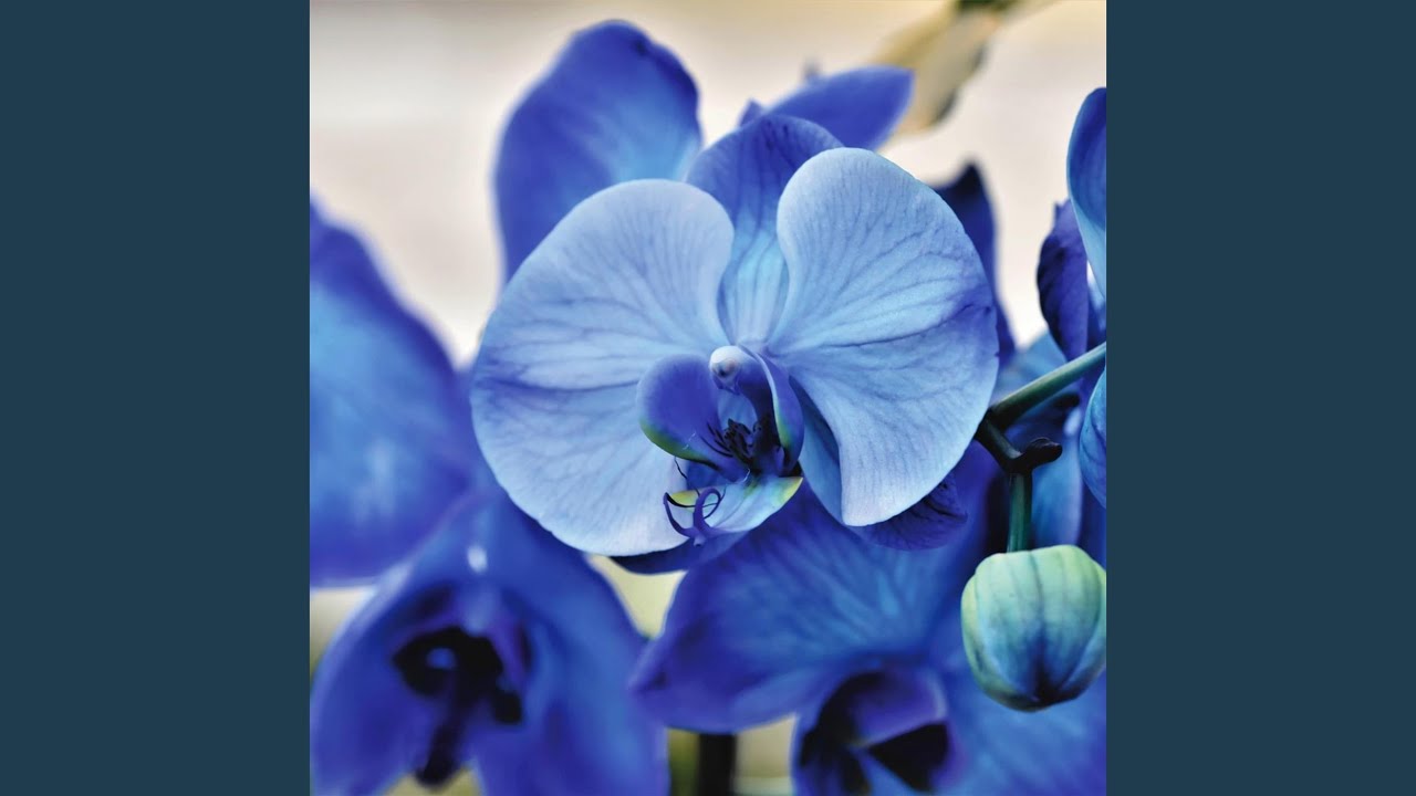 Come far vivere di nuovo un’orchidea secca - YouTube