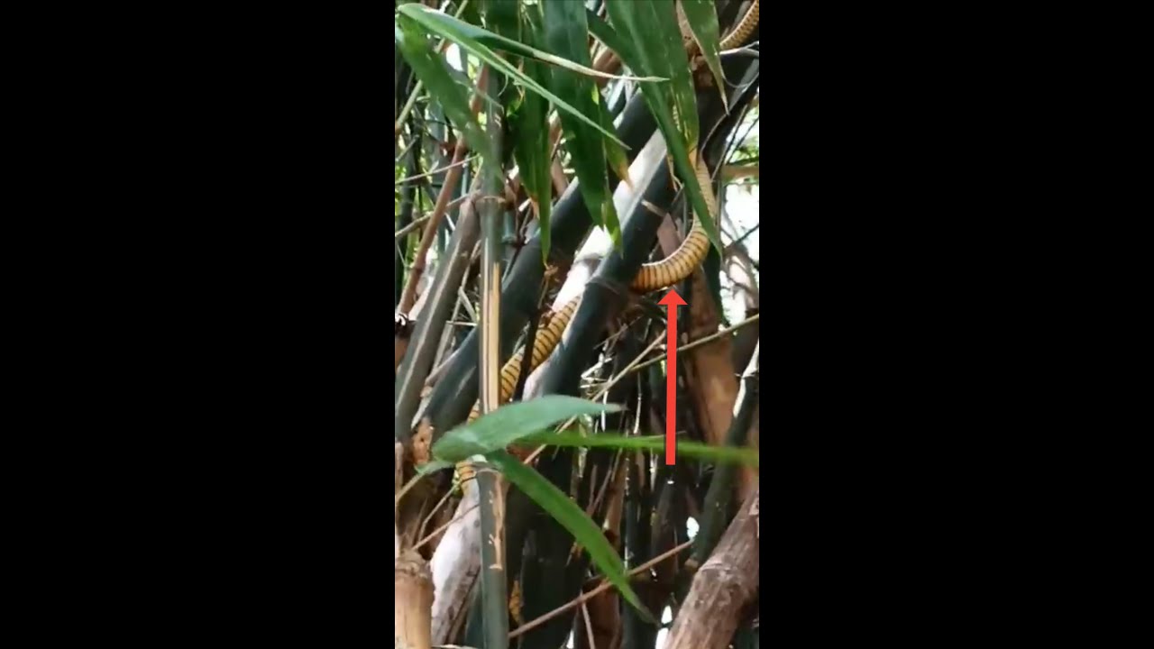 Bird Catching Snake, Snake Video, Shorts Video/Short/animals video ...