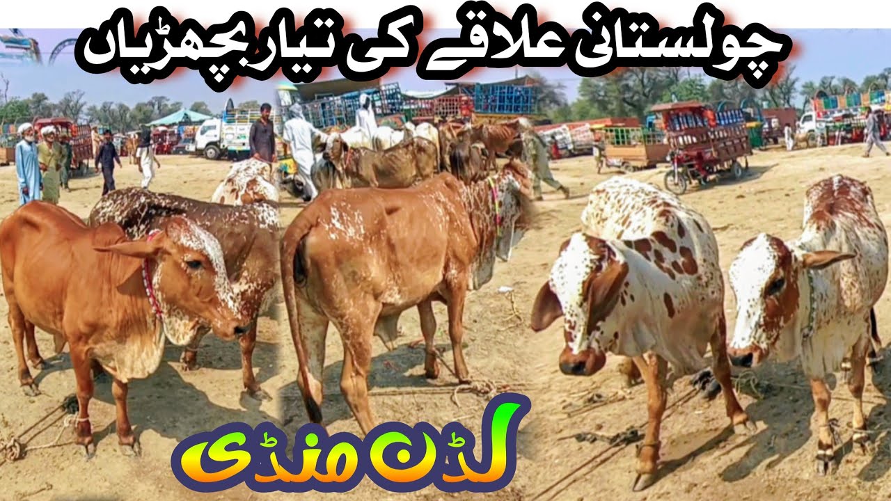 Pure Cholistani Heifers Price In Pakistan / Luddan Cattle Market Price ...